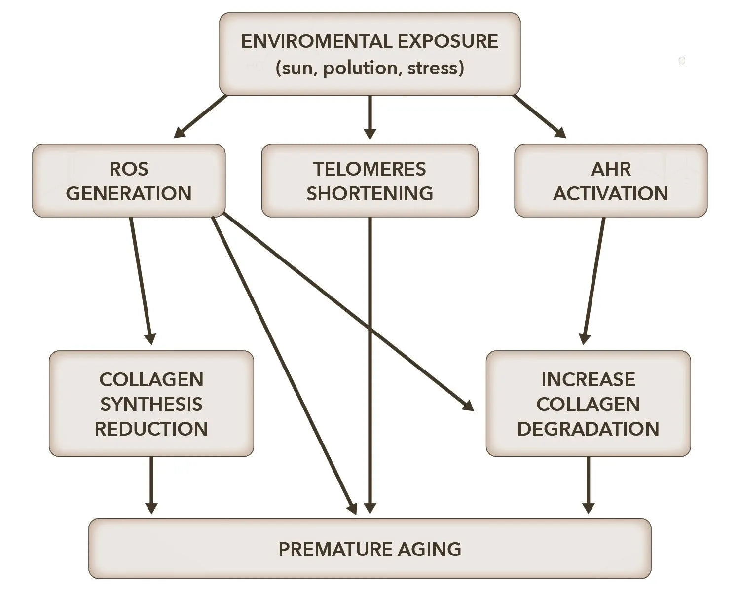 Anti-Aging – U.SK Under Skin