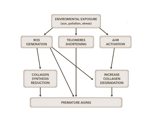 Anti-Aging – U.SK Under Skin